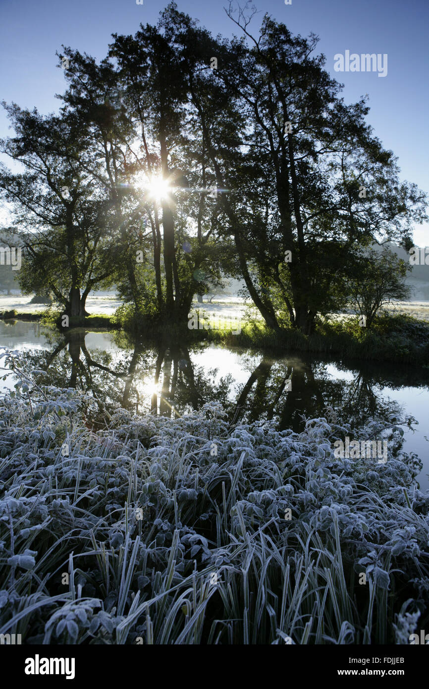Sun slanting through trees to highlight the frozen grasses at the River ...