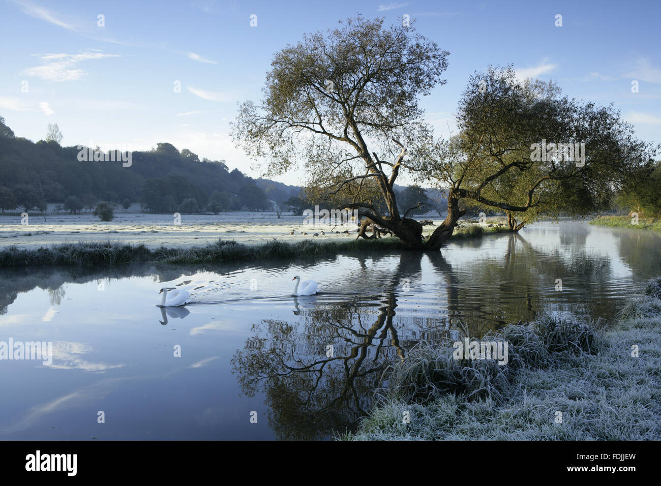 A frosty winter scene with swans gliding on the water at the River Wey ...