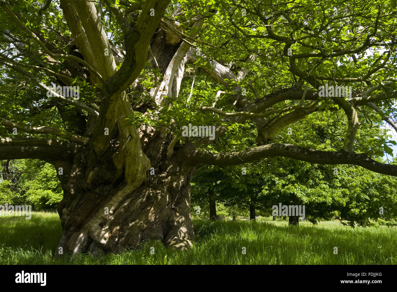 1000 year old oak tree hi-res stock photography and images - Alamy