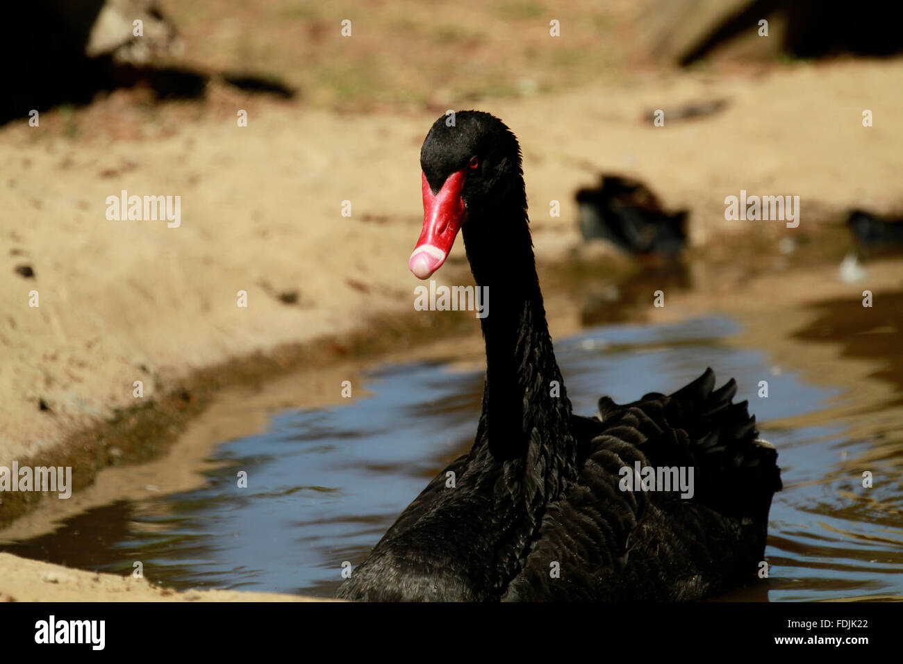 The lion and swan hi-res stock photography and images - Alamy