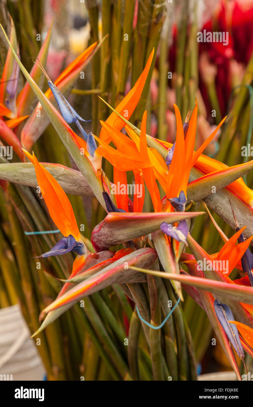 Flowers at Paloquemao farmers flower market in Bogota, Colombia, South ...