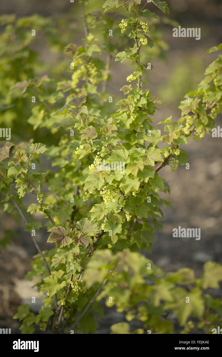 Gooseberry bushes trained onto wires in the Kitchen garden at Stourhead ...