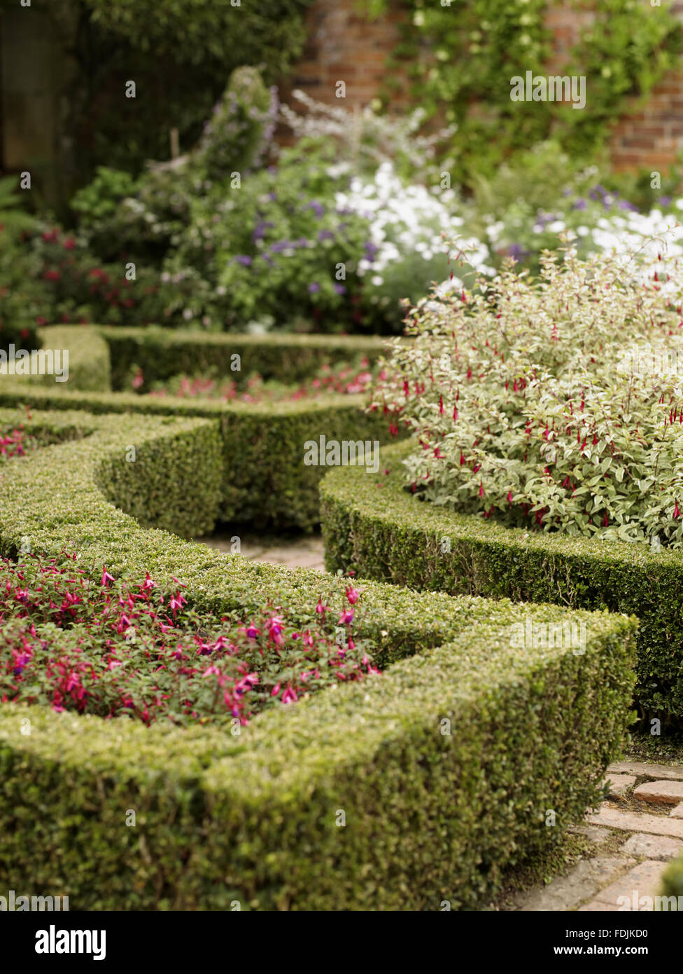 Dwarf fuchsias hi-res stock photography and images - Alamy
