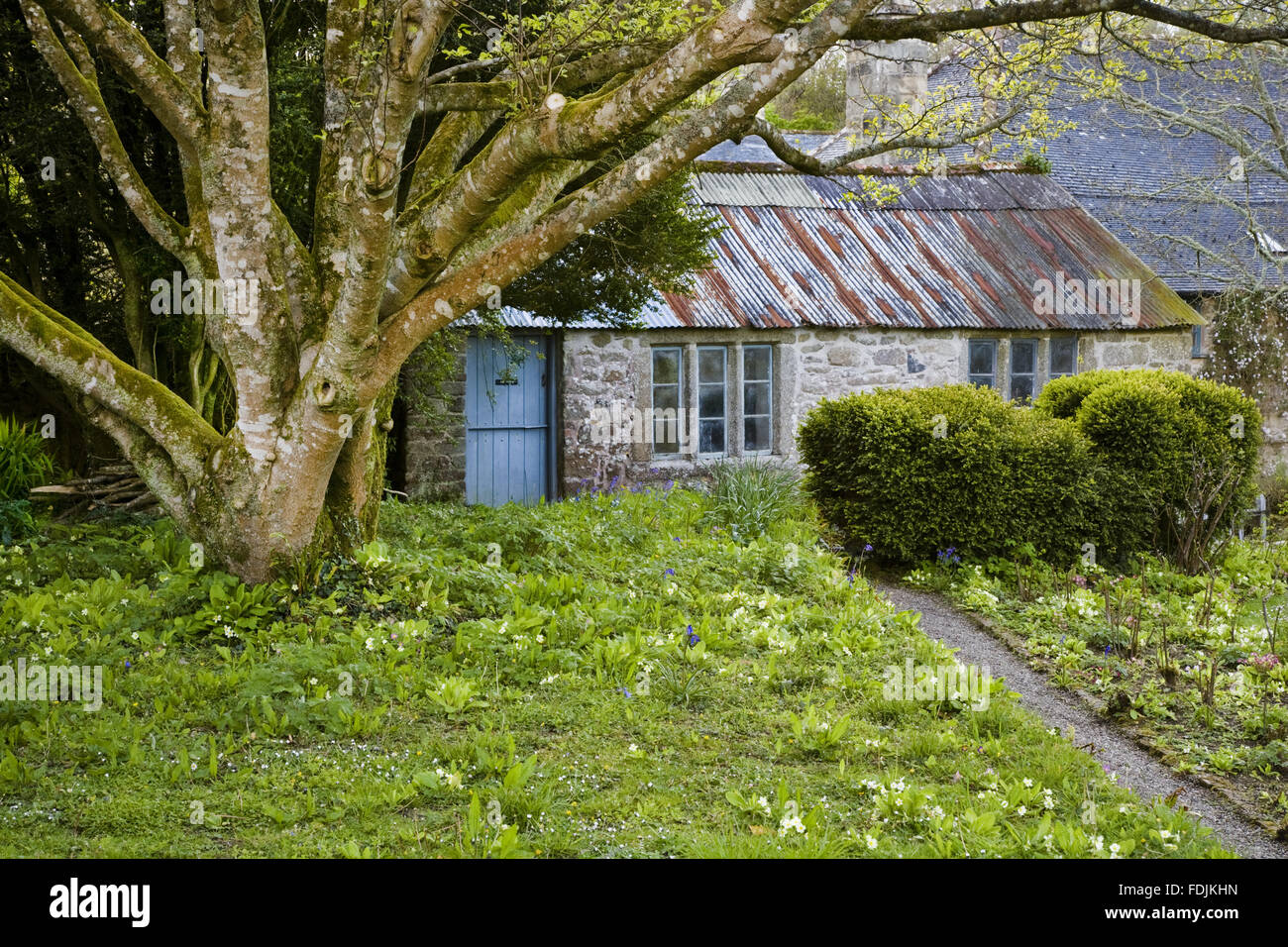 The garden with bluebells and primroses in April, and an old ...