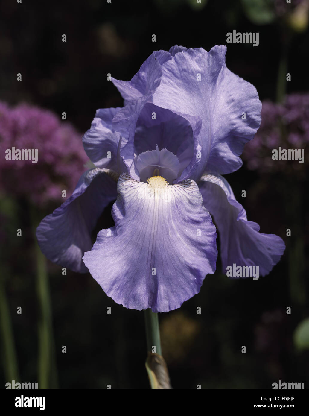 Sissinghurst Castle Garden, near Cranbrook, Kent. Irises: Jane Phillips ...