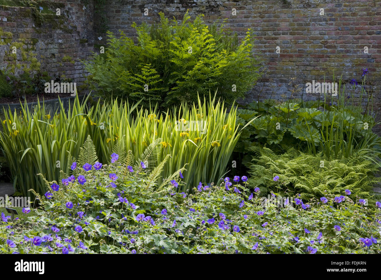 Corner of the garden with ferns and hardy geranium at Sissinghurst ...