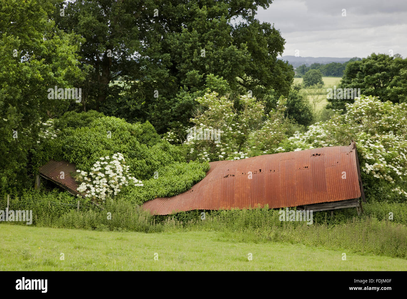 Collapsed barn overgrown by elder near the Panorama Tower at Croome ...