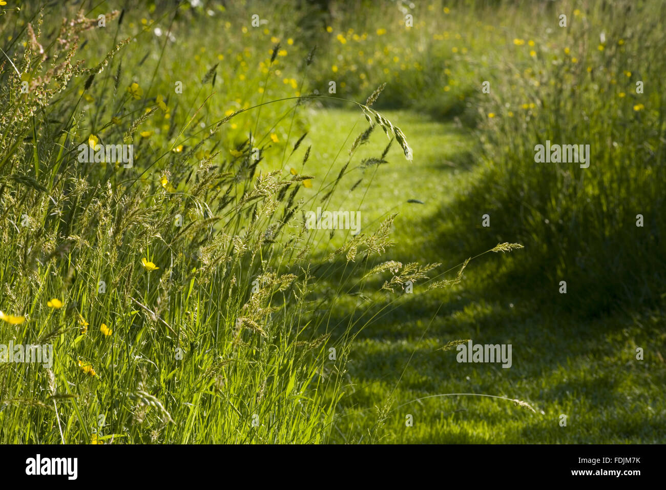 A mown path through the summer meadow grass in the Orchard at ...