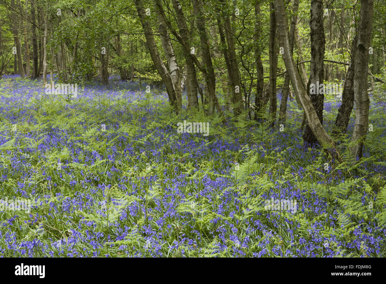 Springtime bluebells in the woodland at Sissinghurst Castle Garden ...