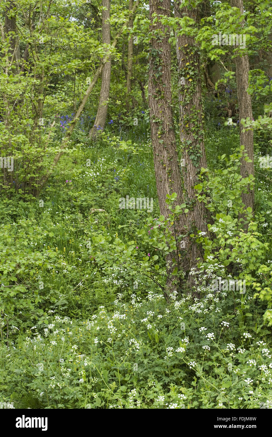Wildflowers in the woodland, in spring, at Sissinghurst Castle Garden ...