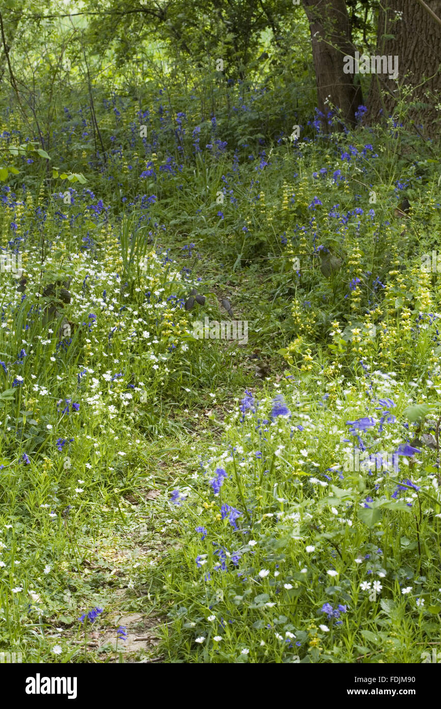 Wildflowers in the woodland, in spring, at Sissinghurst Castle Garden ...