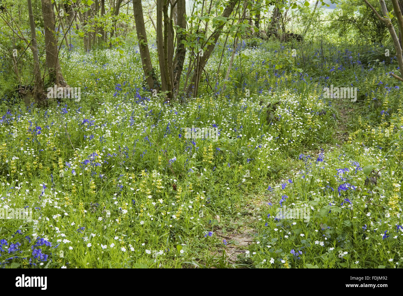 Wildflowers in the woodland, in spring, at Sissinghurst Castle Garden ...