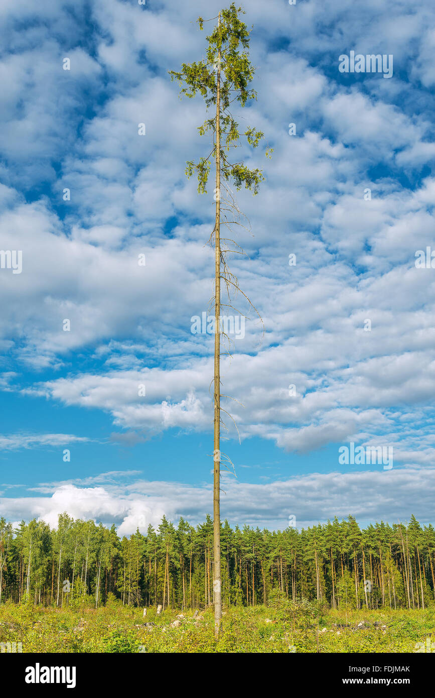 Tall old pine tree by the forest Stock Photo - Alamy
