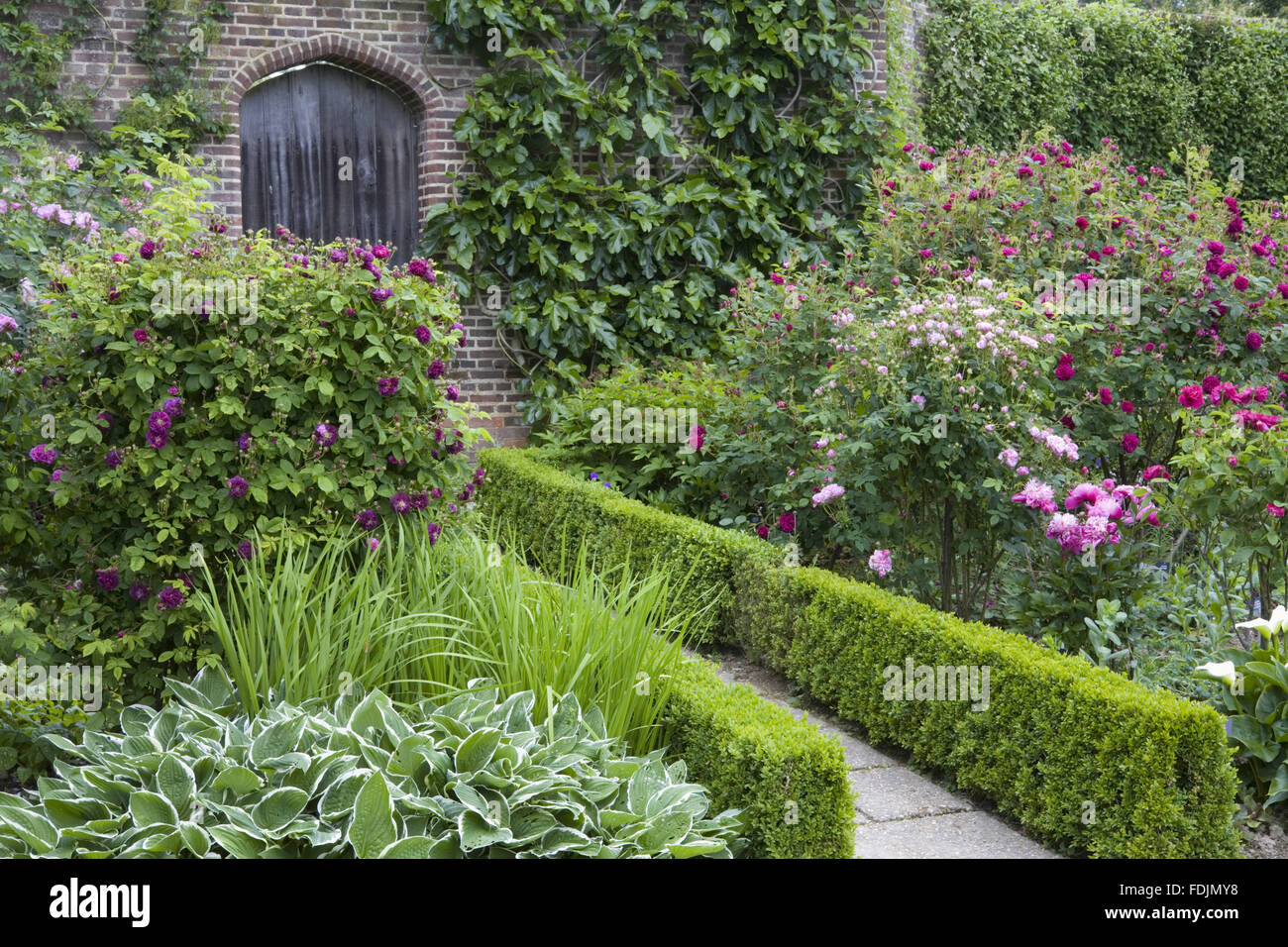 Hedging along a narrow paved path in the Rose Garden in June at ...