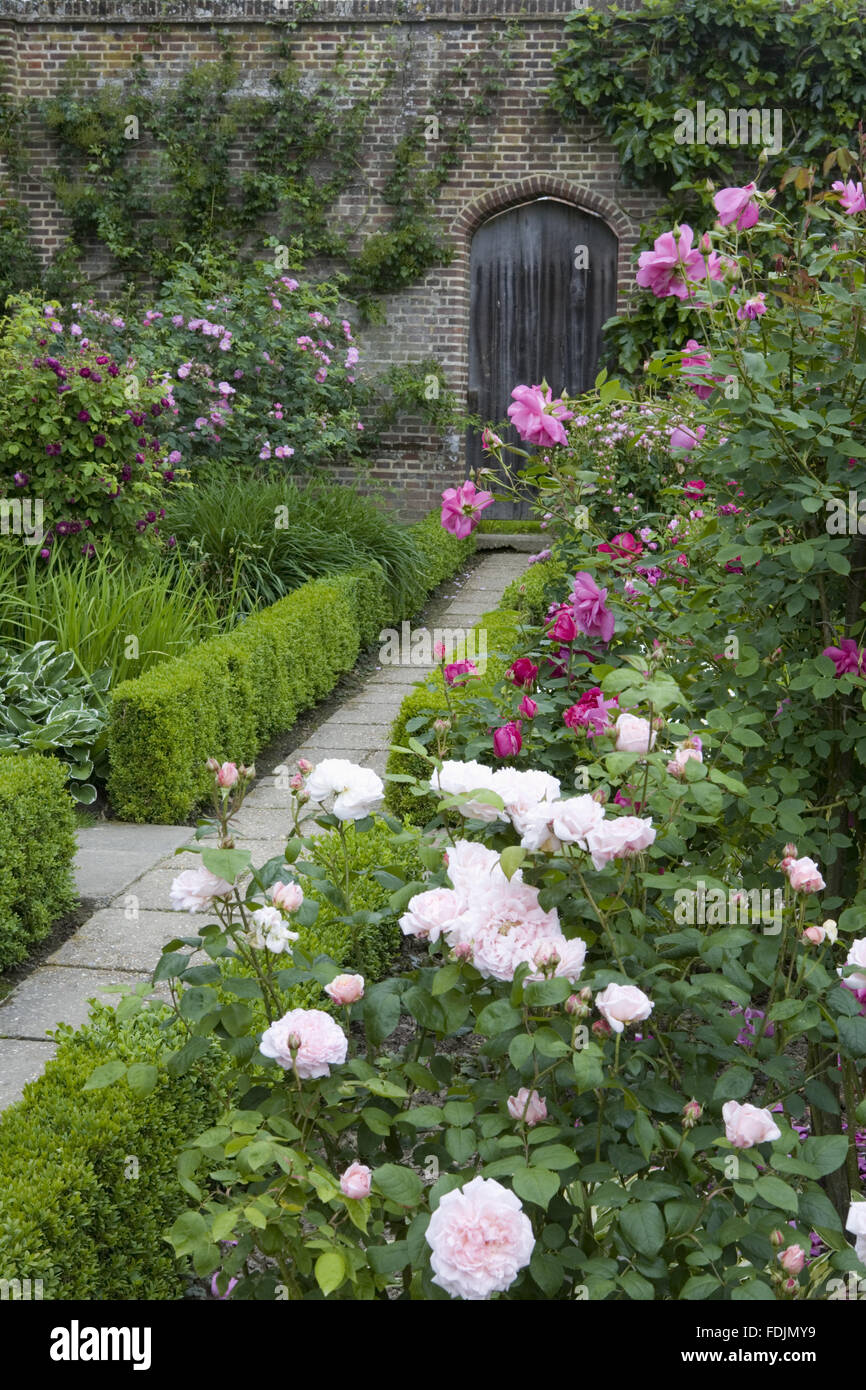 The Rose Garden with pink roses along a paved path and neat hedging in ...