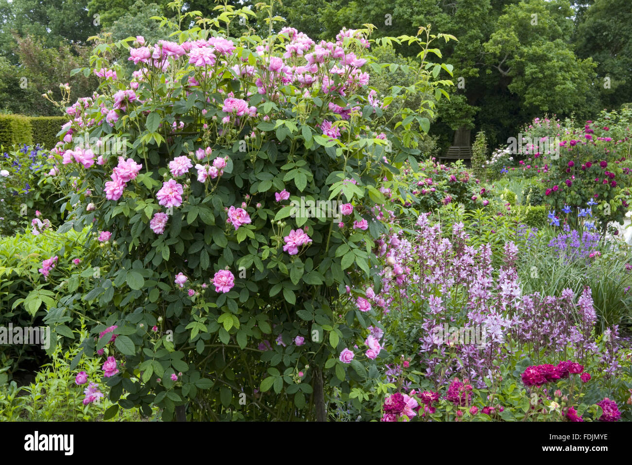 Rosa "Ispahan" in the Rose Garden in summer at Sissinghurst Castle ...