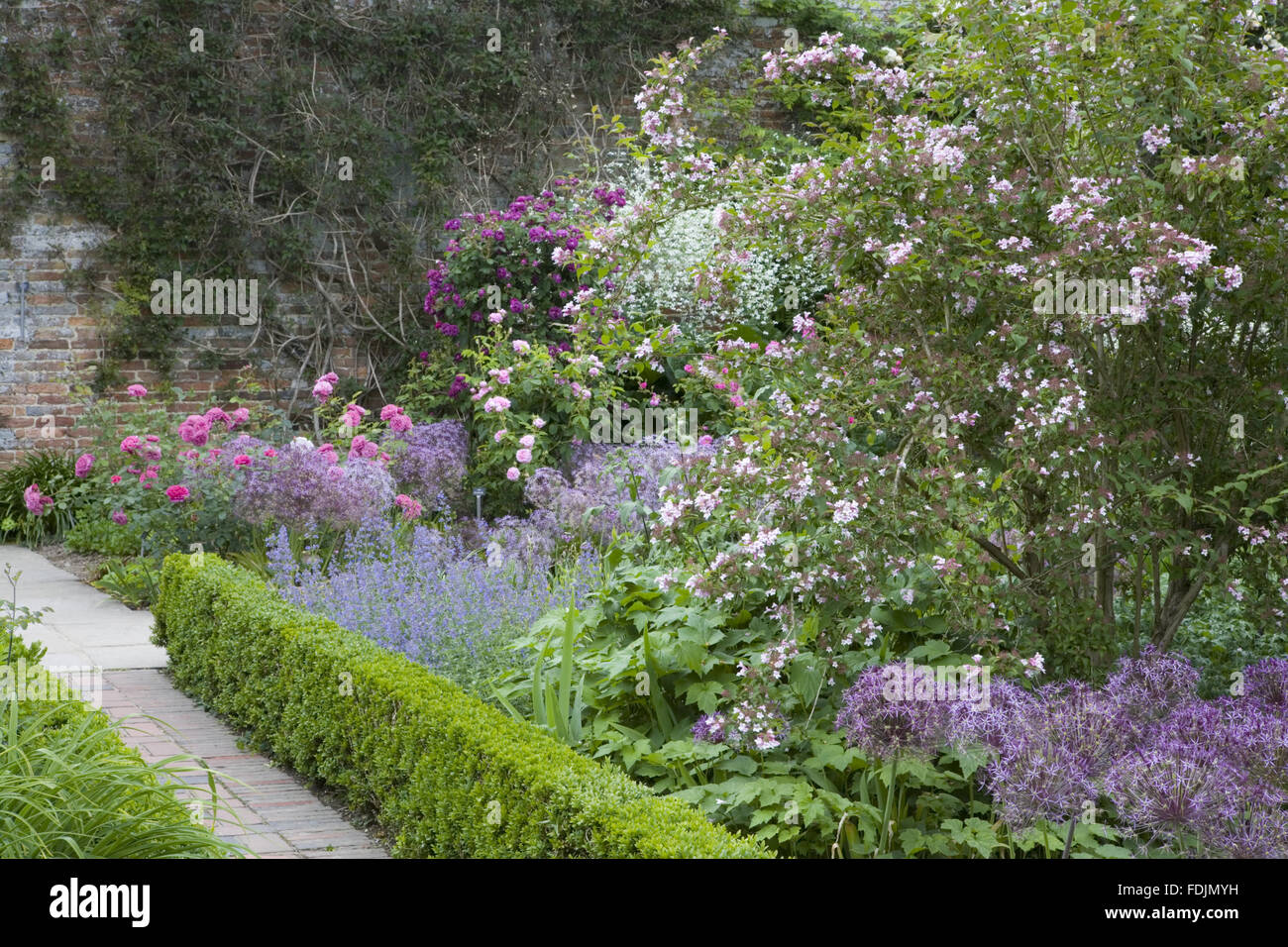 Narrow paved path bordered by neat hedging in the Rose Garden in June ...
