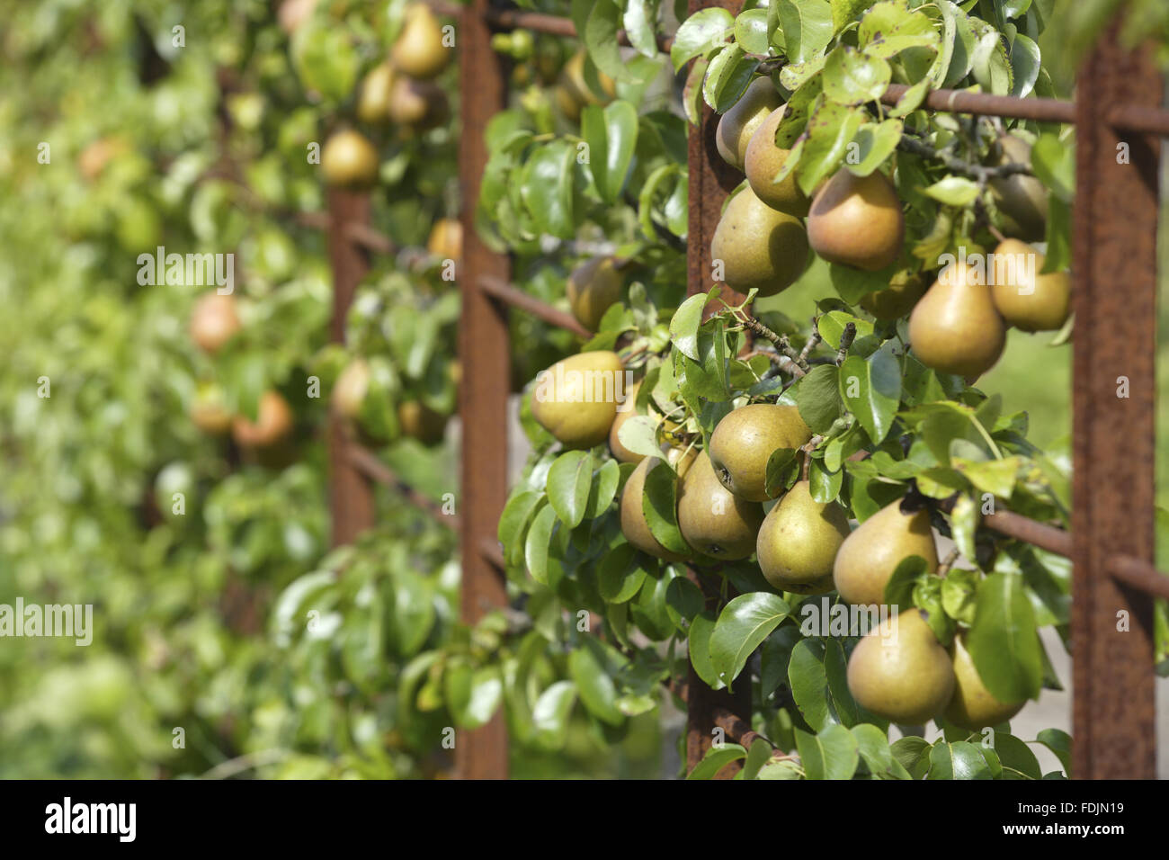 Growing ripe pears espalier tree hi-res stock photography and images ...