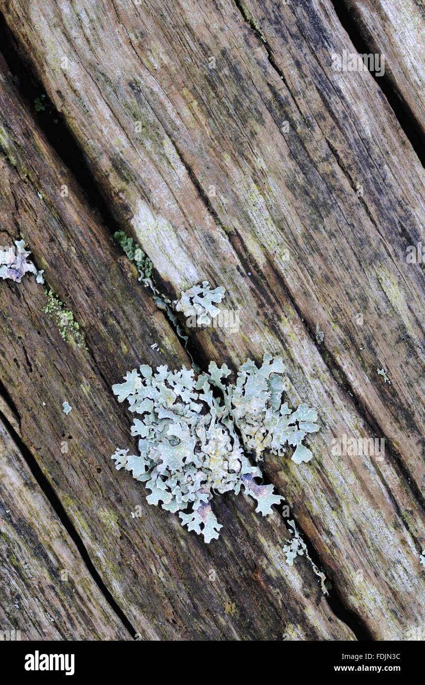 Lichen (Parmelia sulcata) on a tree stump, photographed at Arlington ...