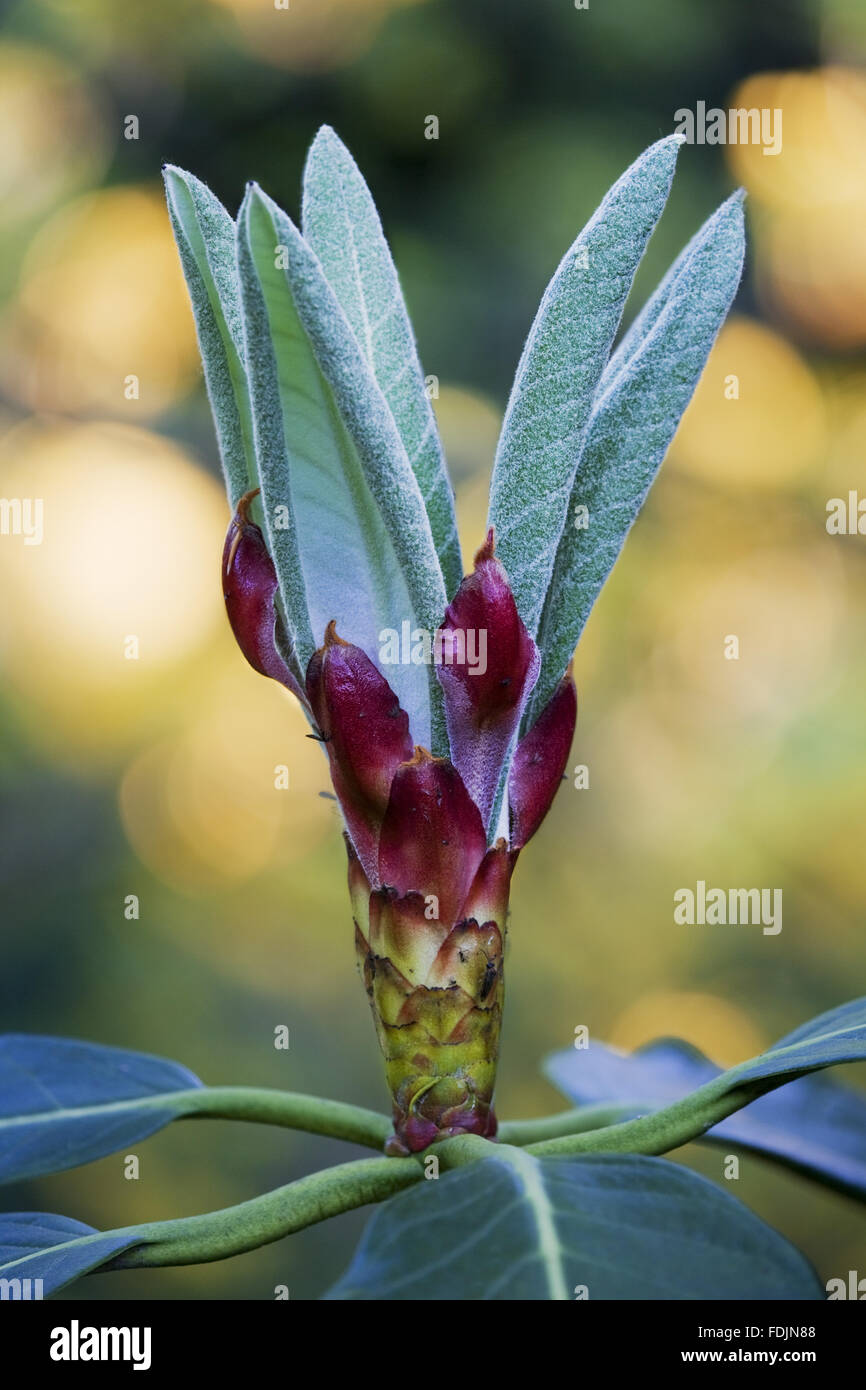 Close view of rhododendron leaves opening in spring in the Rhododendron ...