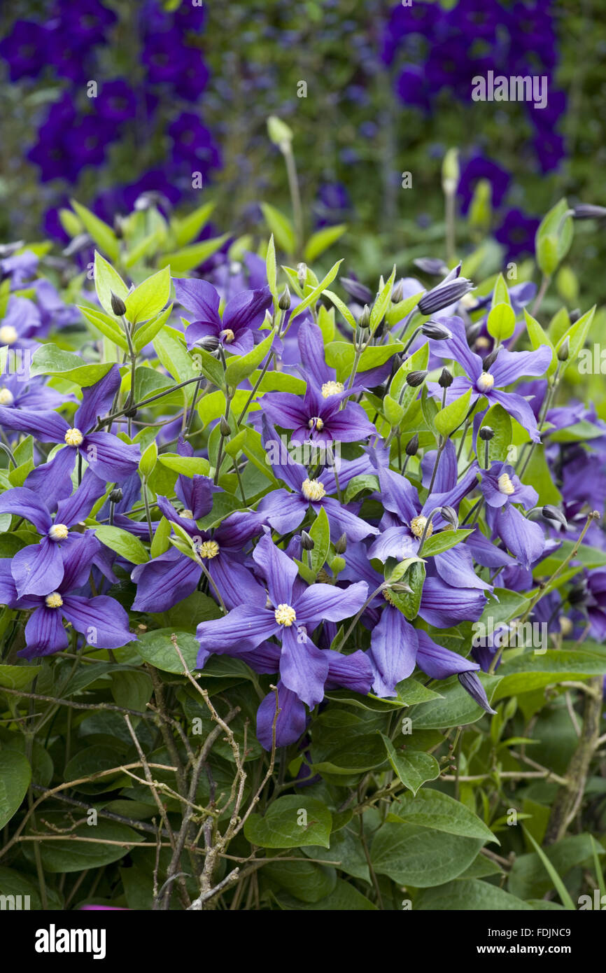 Clematis x durandii in the Purple Border in summer at Sissinghurst ...