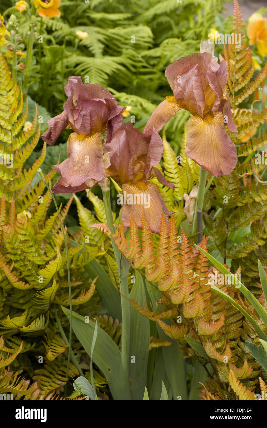 Beautiful golden russet colour combination of iris and Dryopteris ...