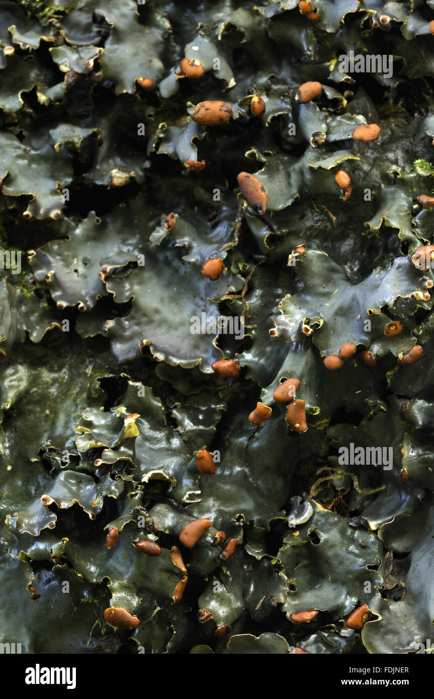 Dog lichen (Peltigera canina) photographed at Arlington Court, Devon in ...
