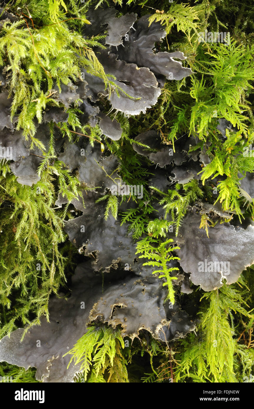 Dog lichen (Peltigera praetextata) photographed at Arlington Court ...