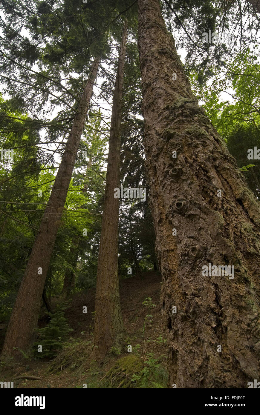 Close view of the rough bark of a coniferous tree in the garden at ...