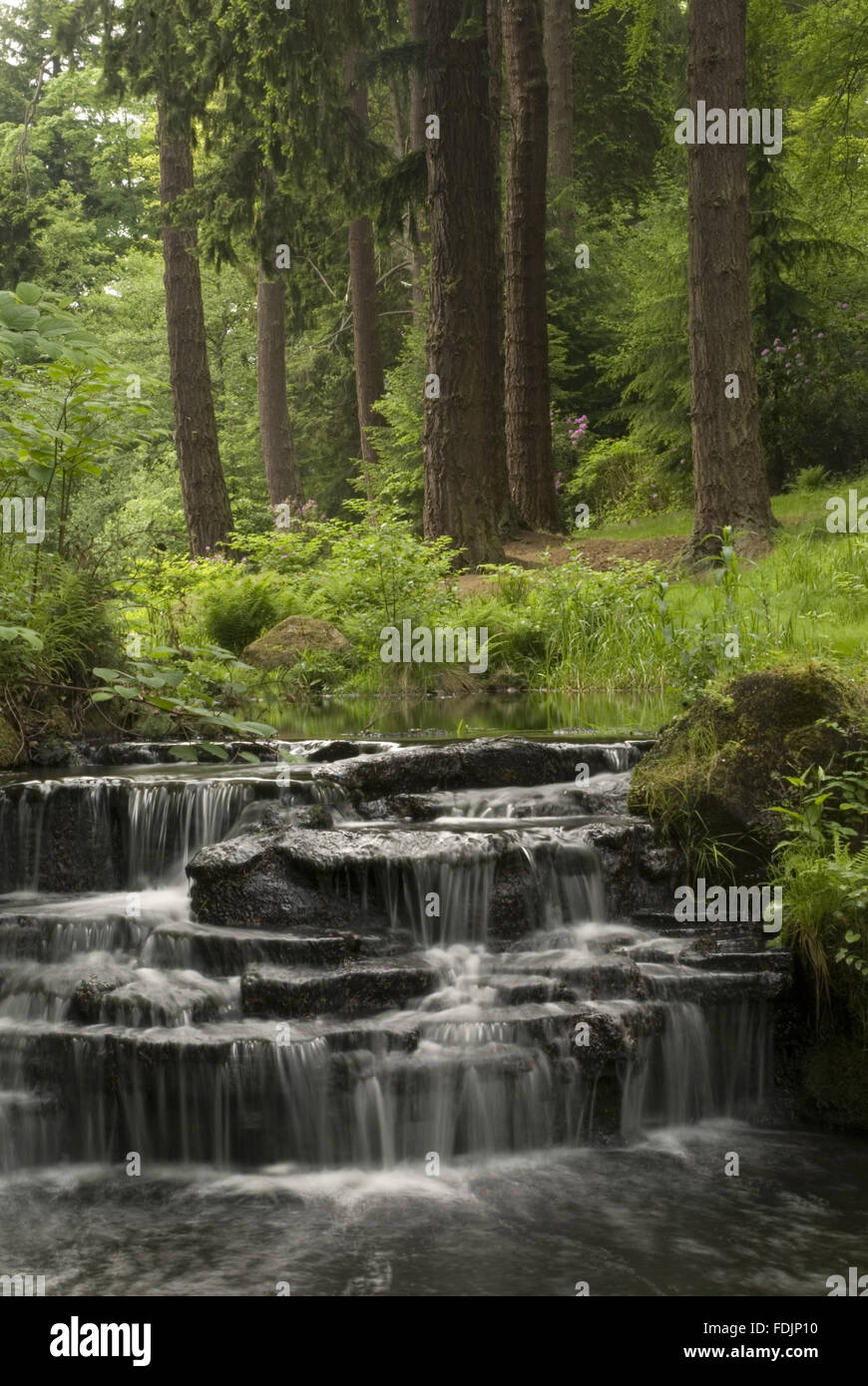 Pinetum garden hi-res stock photography and images - Alamy