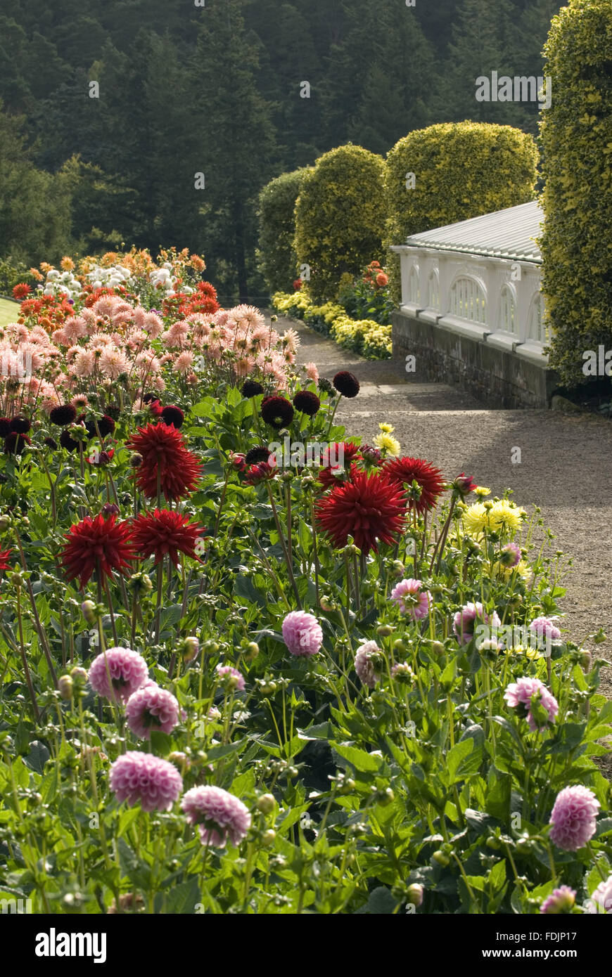 Dahlias at Cragside, Morpeth, Northumberland. The Dahlia Walk was ...