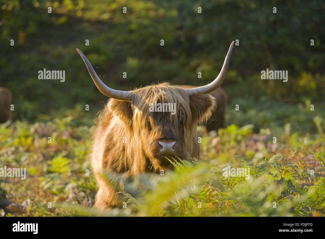 A Highland cow at the Devil's Punch Bowl, Hindhead, Surrey Stock Photo ...