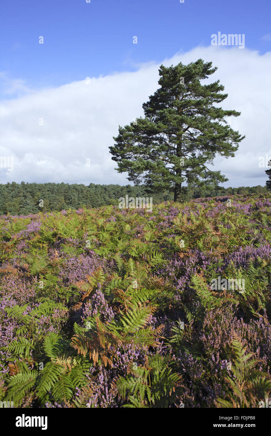 Hindhead Commons High Resolution Stock Photography and Images - Alamy
