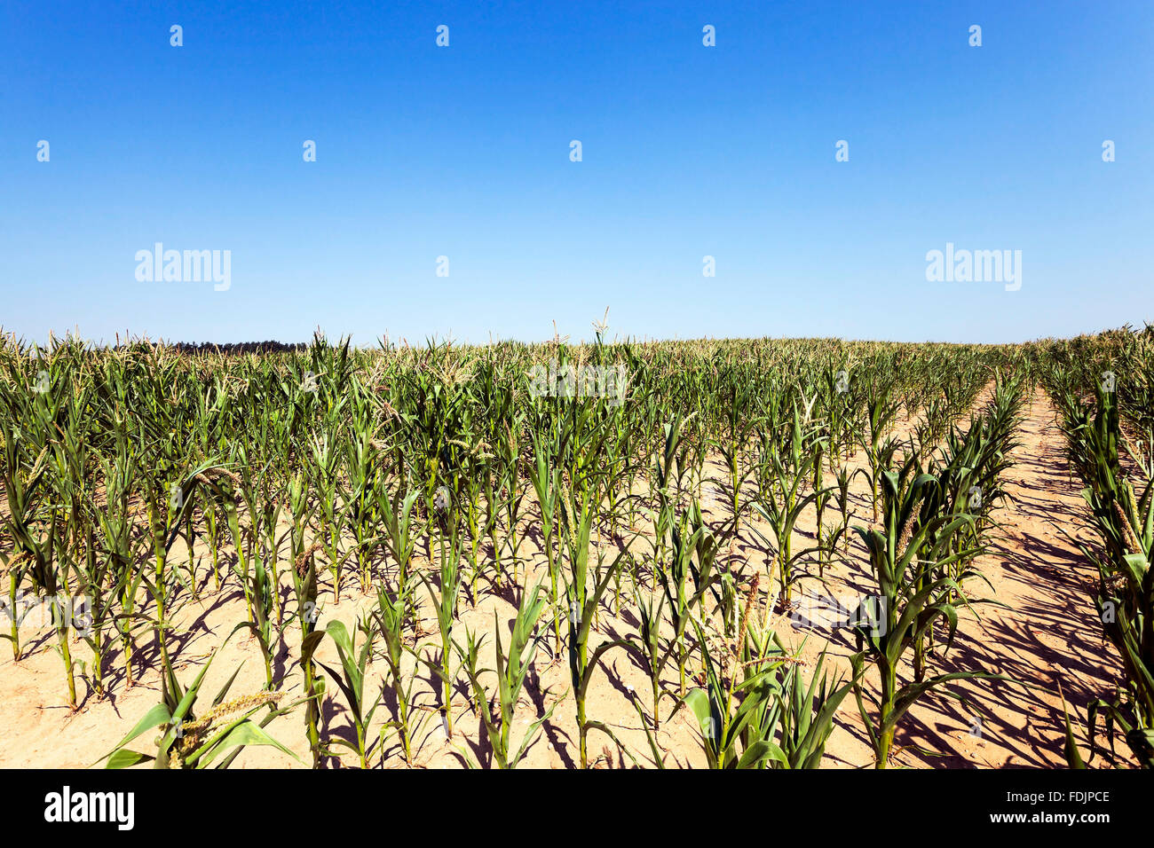 Close up unripe corn hi-res stock photography and images - Alamy