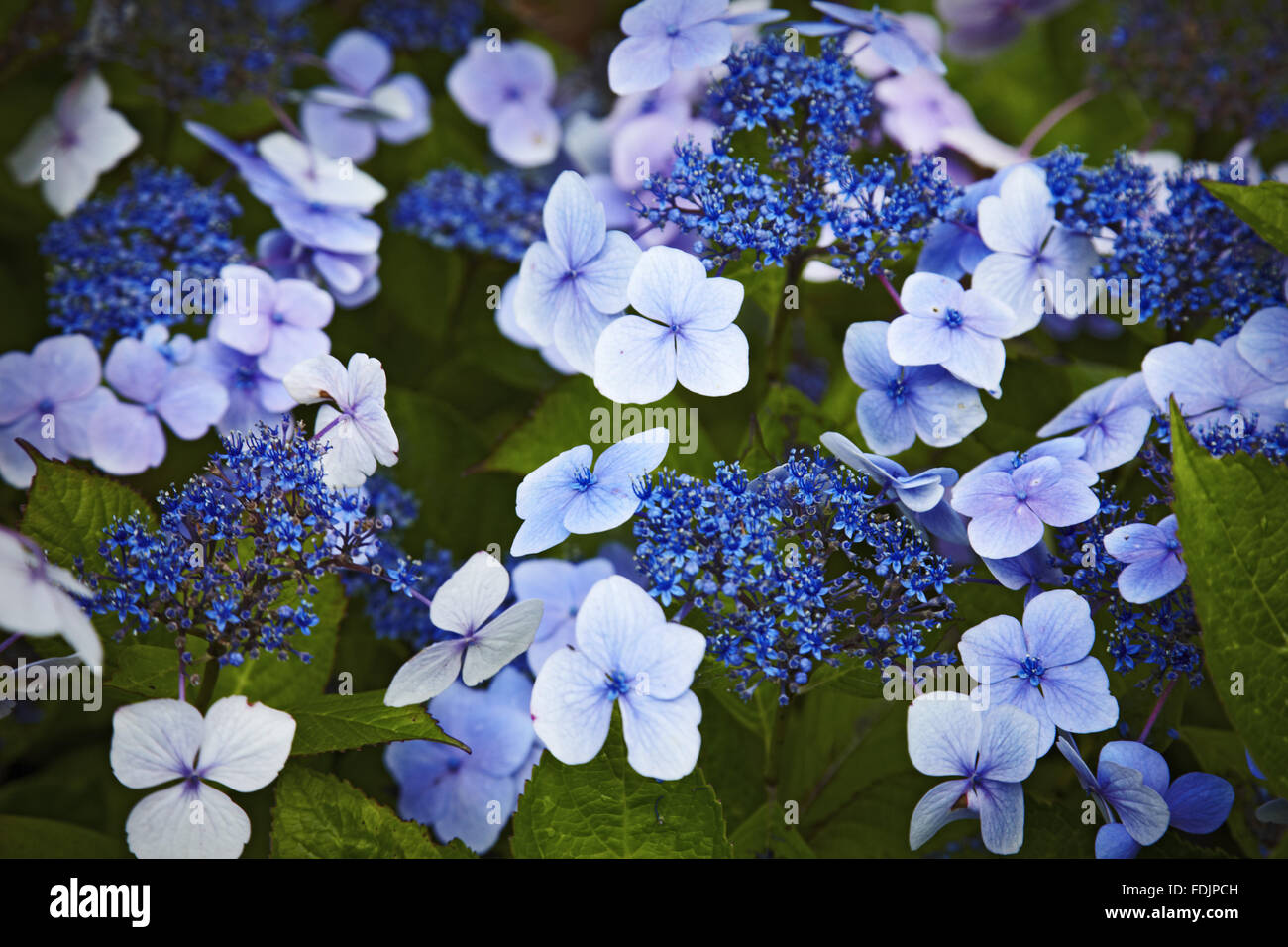 Blue Hydrangea flower in August at Bodnant Garden, Conwy, Wales Stock ...