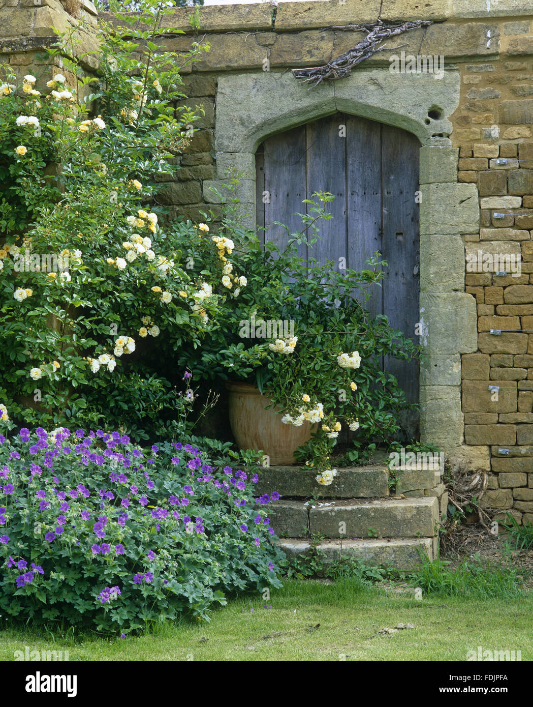 Hardy geranium container hi-res stock photography and images - Alamy