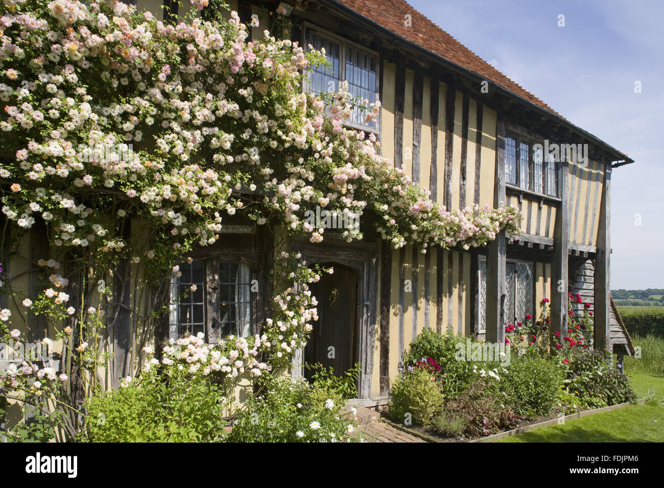 Climbing Rose Climbing Roses High Resolution Stock Photography and ...