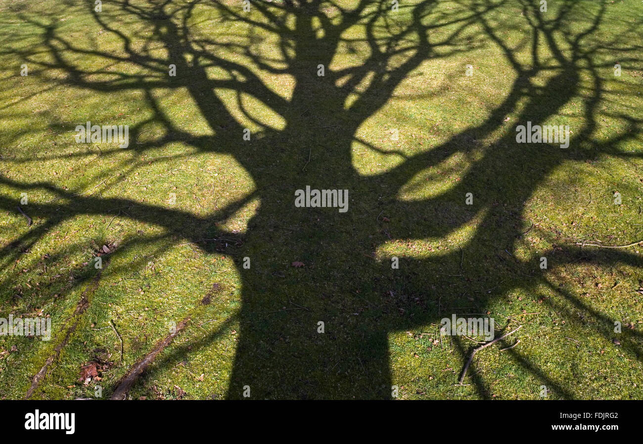 Shadow of a tree in the garden at Kedleston Hall, Derbyshire, in early ...