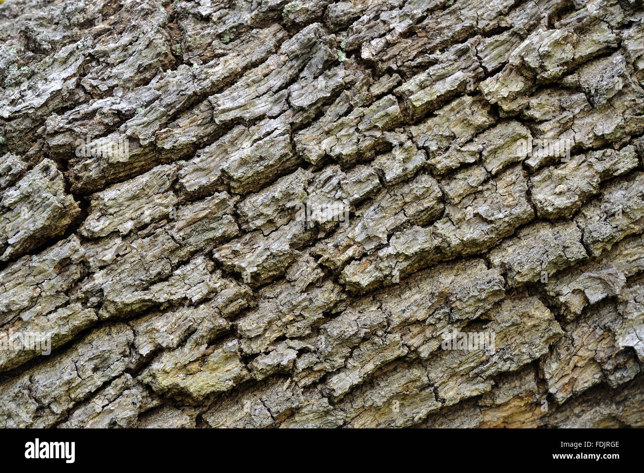 Bark fissured oak tree hi-res stock photography and images - Alamy
