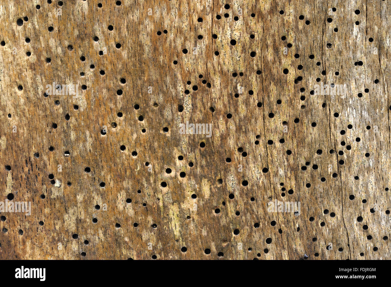 Adult deadwood invertebrates exit holes in the trunk of an ancient tree ...