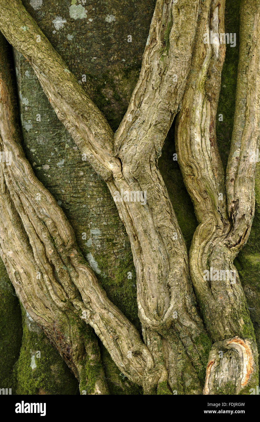 Ancient ivy stems on the trunk of a beech tree on the estate at ...