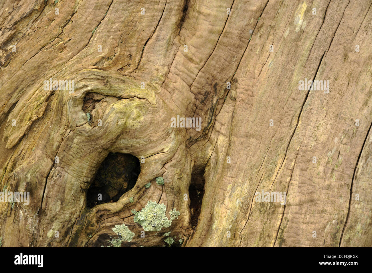 Close view of the dead trunk of an ancient oak tree on the estate at ...