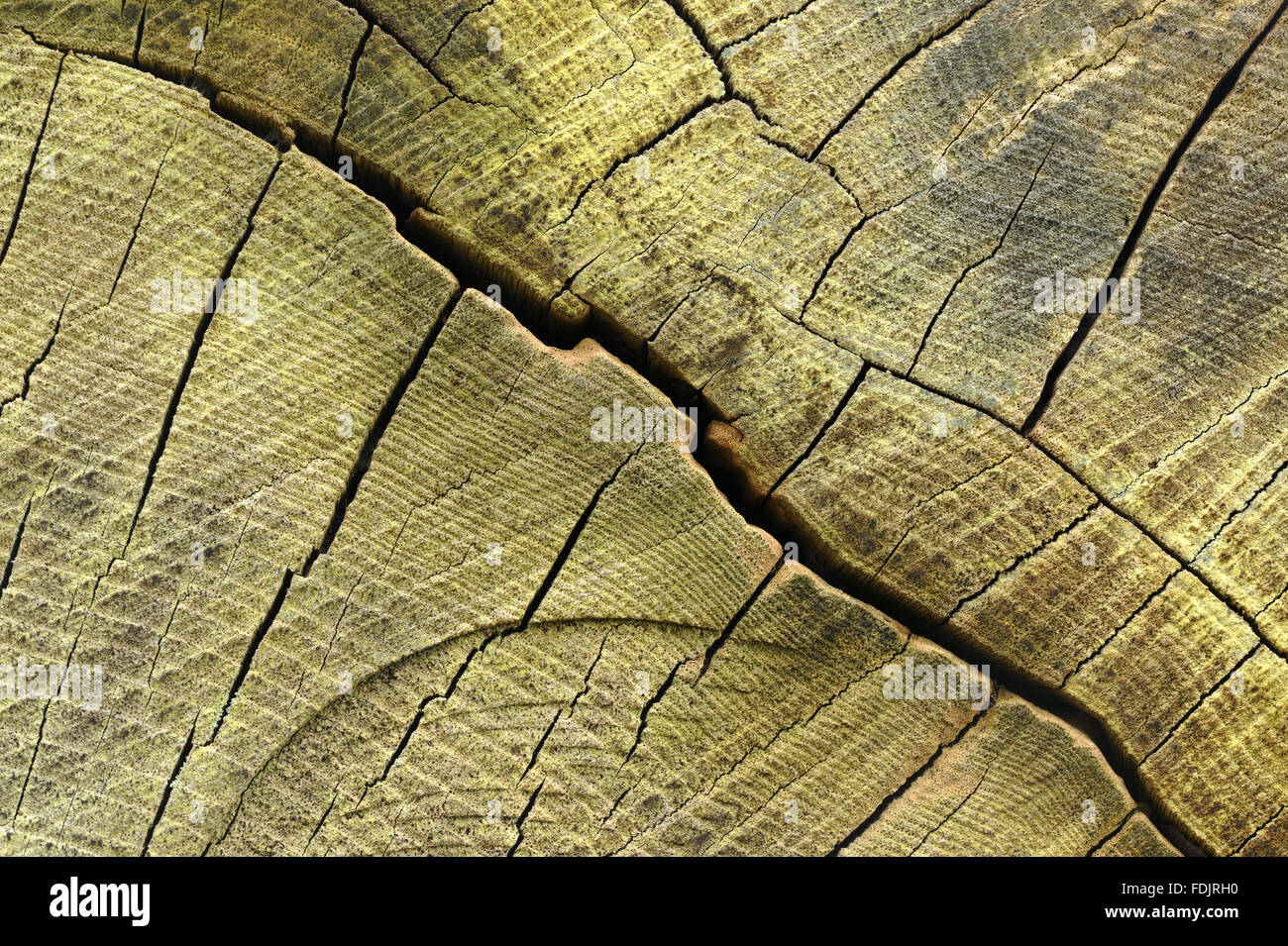 Close view of cracks in the sawn-off trunk of an ancient oak tree on ...