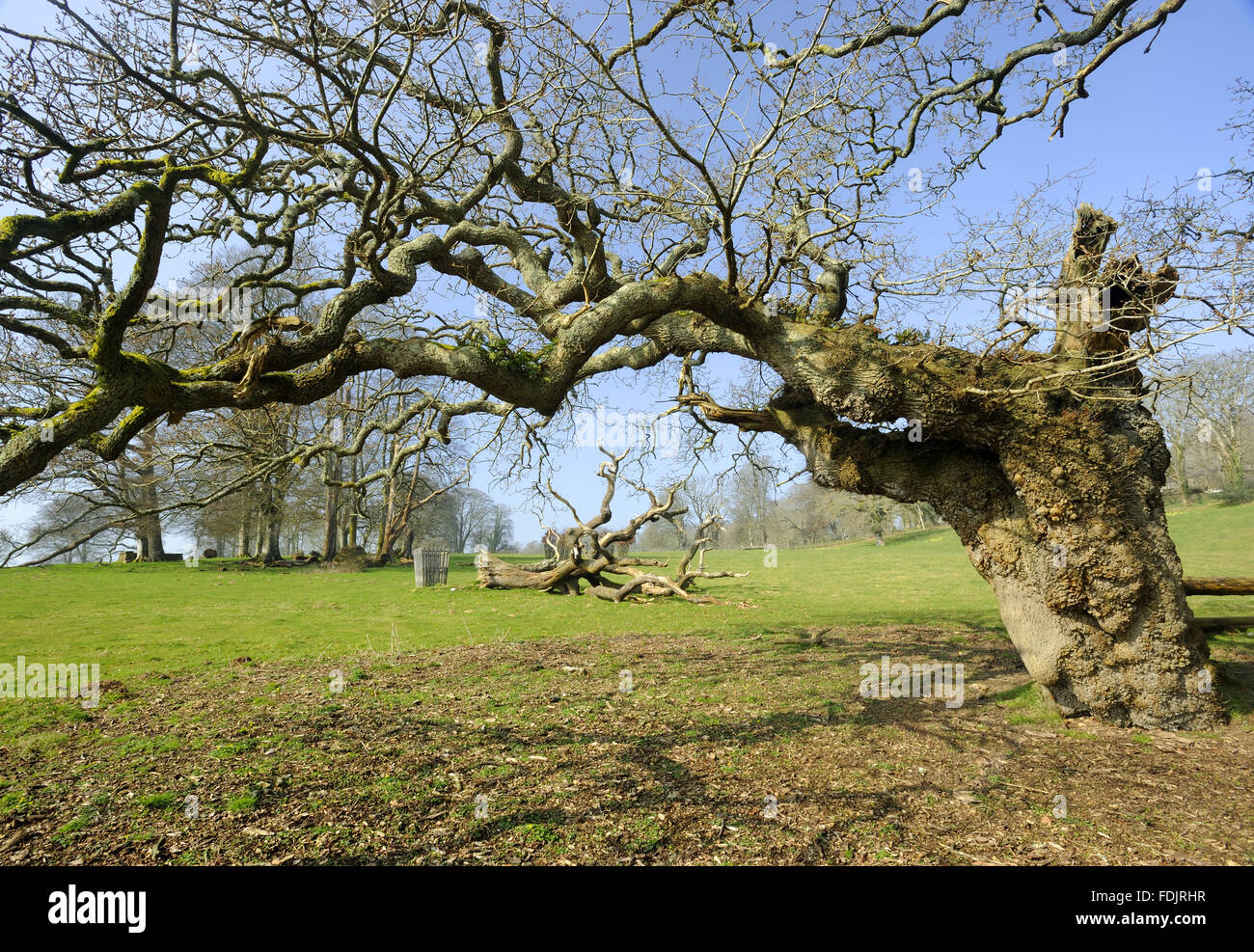 Ancient oak tree with wood chip mulching below to reduce compaction, on ...