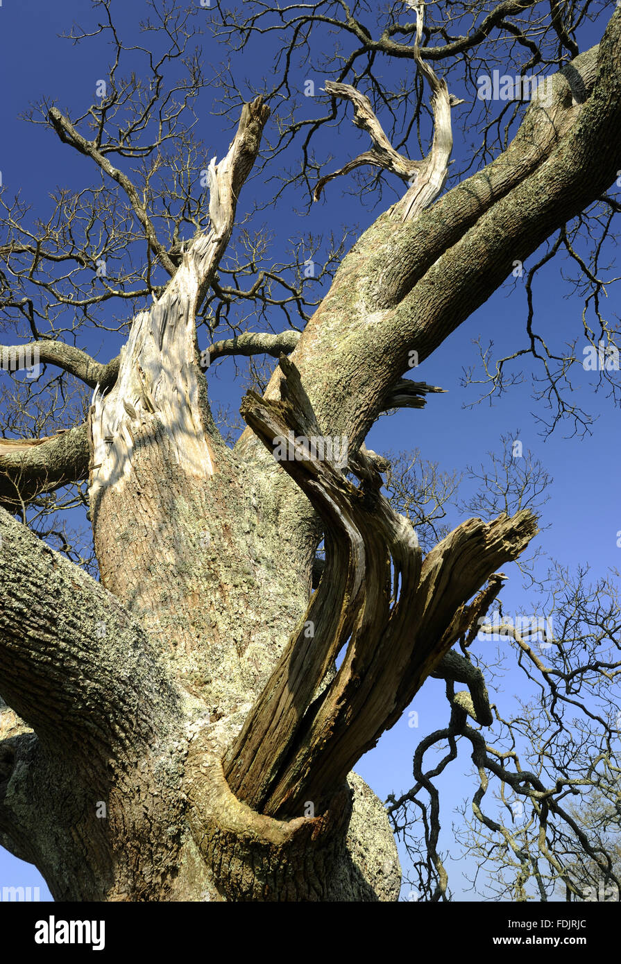 Ancient oak tree with damaged and dead branches on the estate at ...