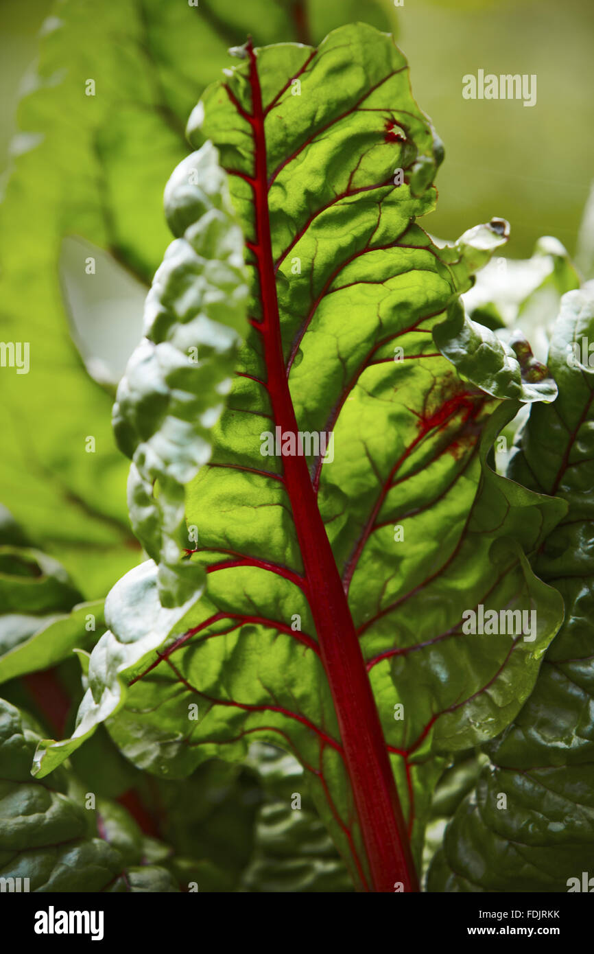 Ruby chard growing at Hidcote Manor Garden, Gloucestershire in ...