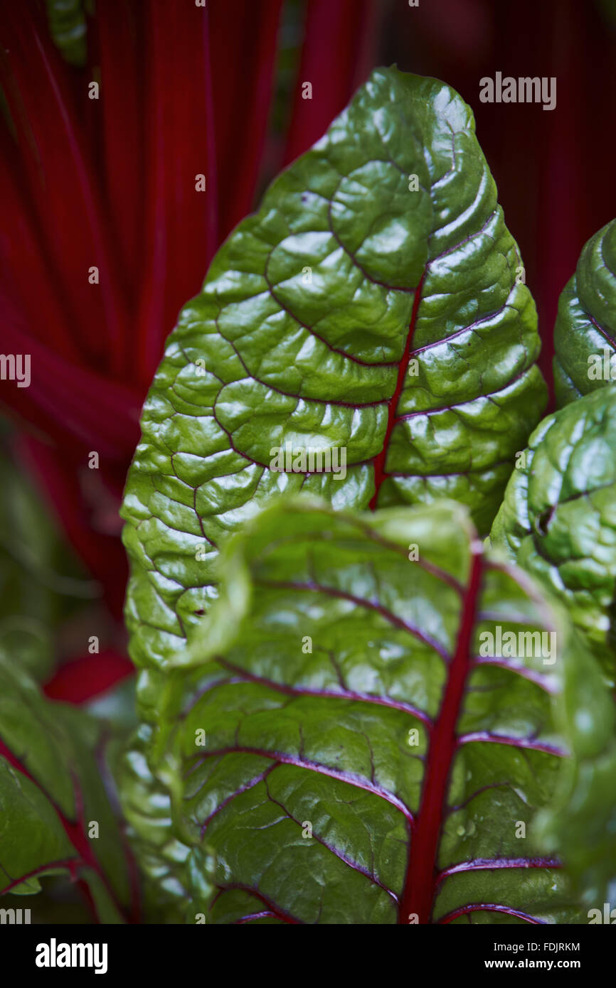 Ruby chard growing at Hidcote Manor Garden, Gloucestershire in ...