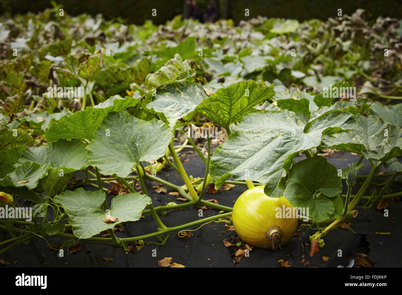 Squash or yellow courgette growing through black membrane at Hidcote ...