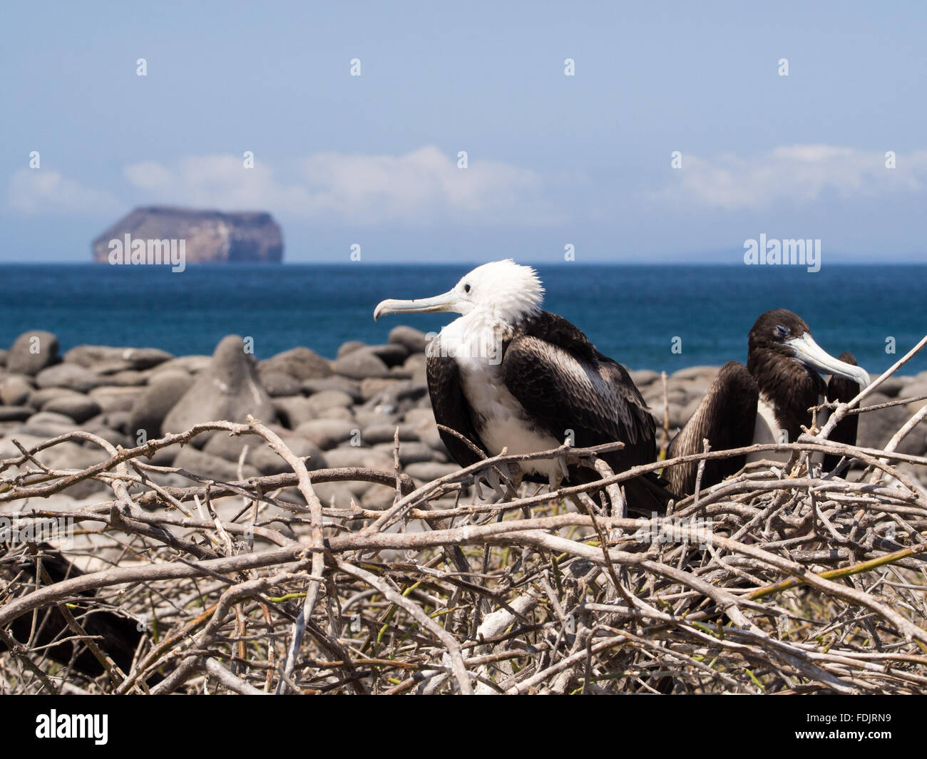 Frigate birds nesting on North Seymour Island, Galapagos Archipelago ...