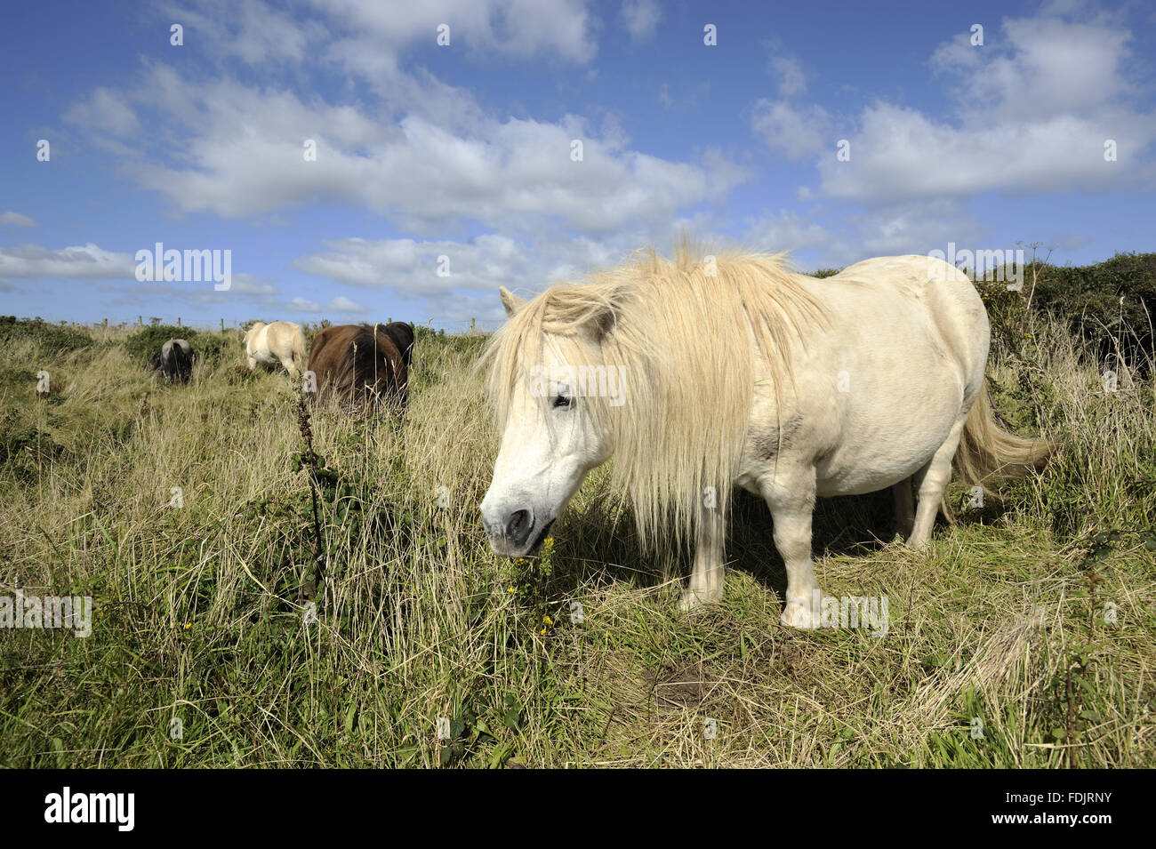 Shetland ponies (Equus caballus) conservation grazing the coastline ...